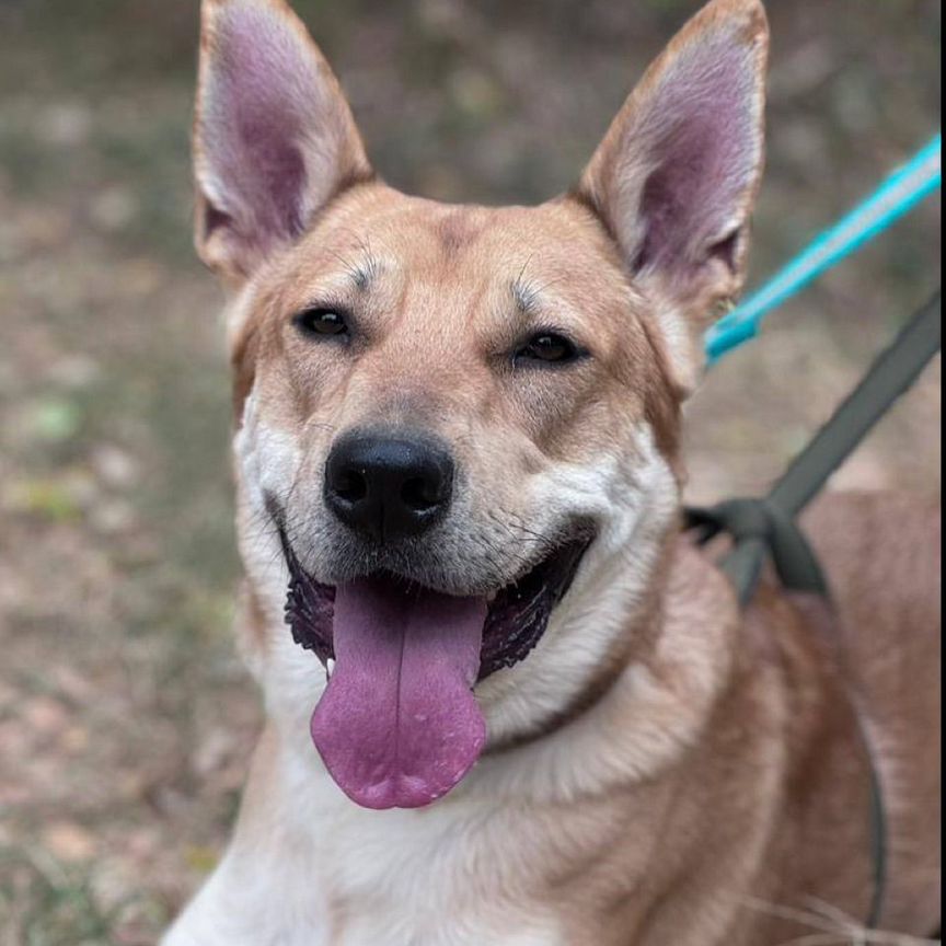 Бывшедомашний пес из приюта Некрасовка