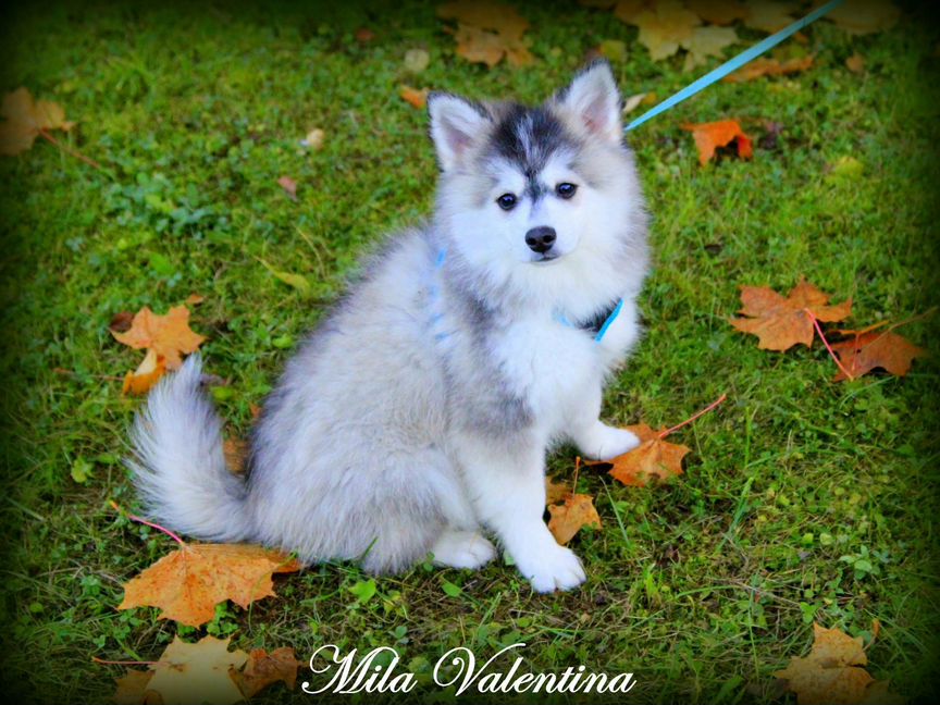 Шикарный мальчик Помски