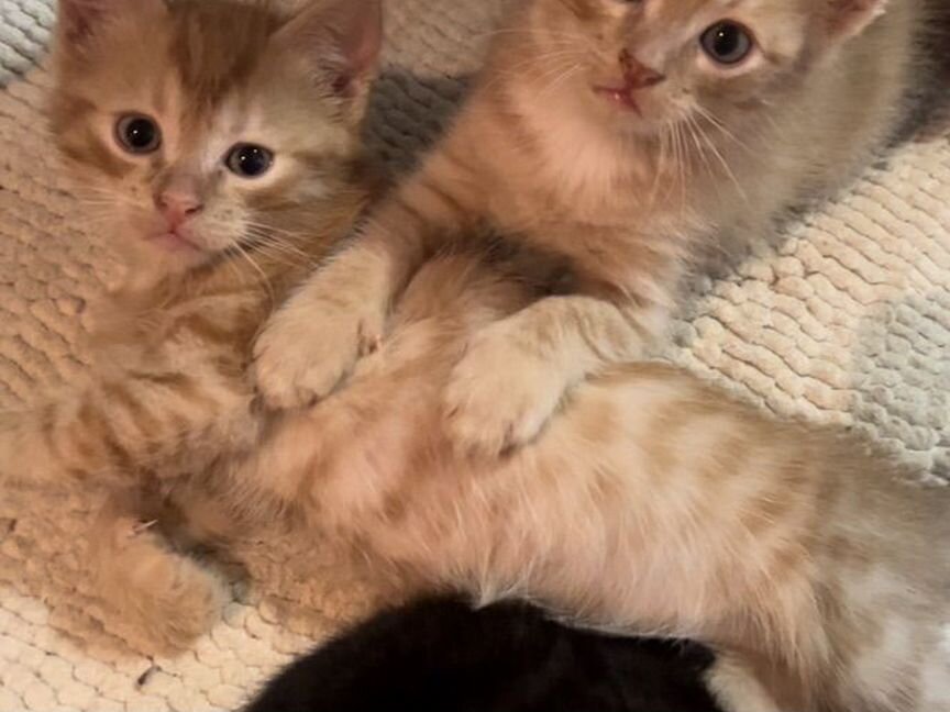 Котята в добрые руки