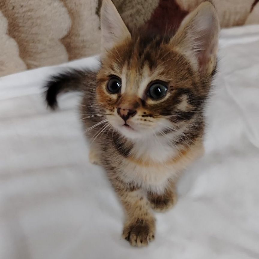 Сибирский котёнок