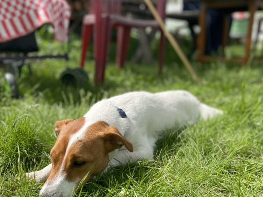 Джек Рассел Тим ищет подружку