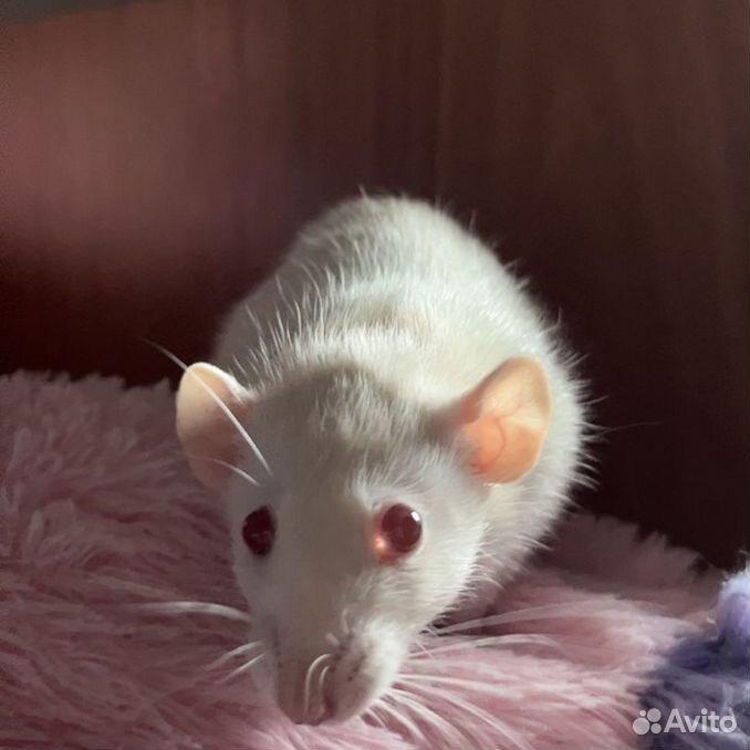 Крыса альбинос