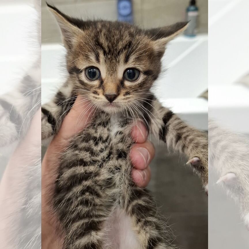 Котёнок в добрые руки