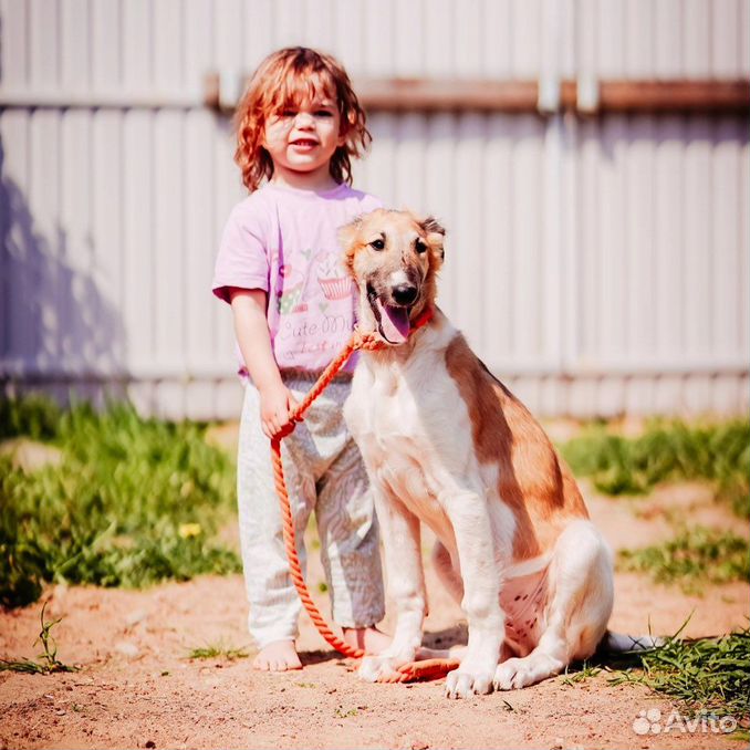 Кобель русской борзой