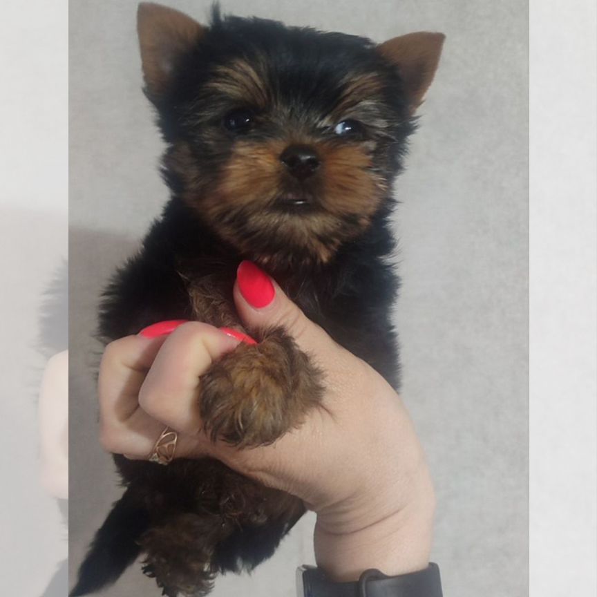 Йоркширский терьер, щенок