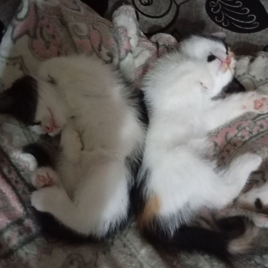 Отдам в добрые руки двух кошечек