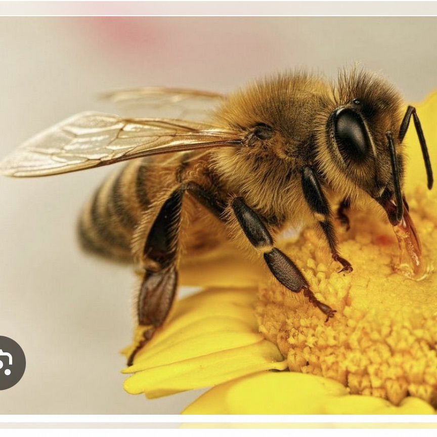 Улья двухкорпусные