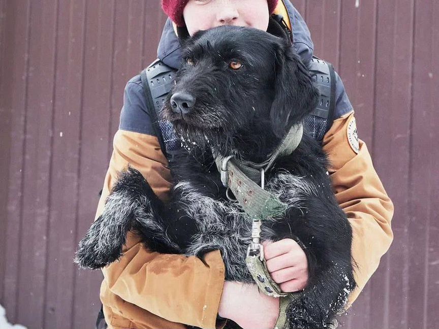 Собаки в дар