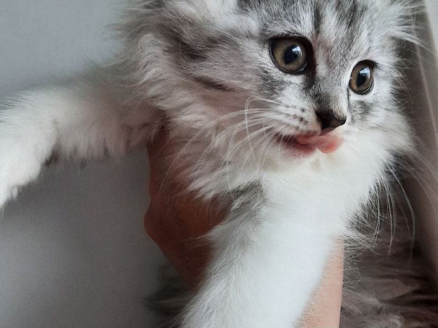 Кошка в дар бесплатно