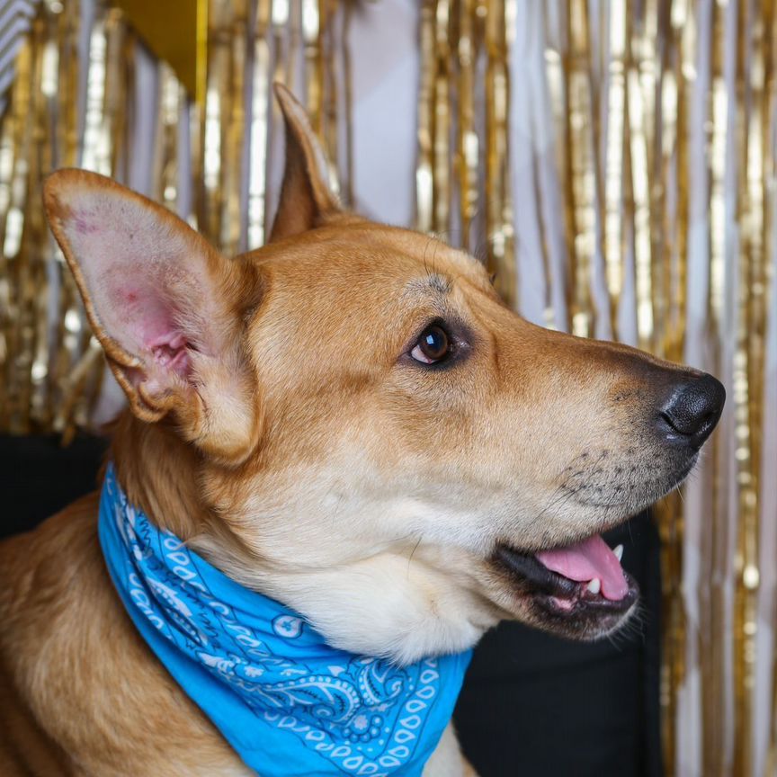 Собака Шнапс ищет дом