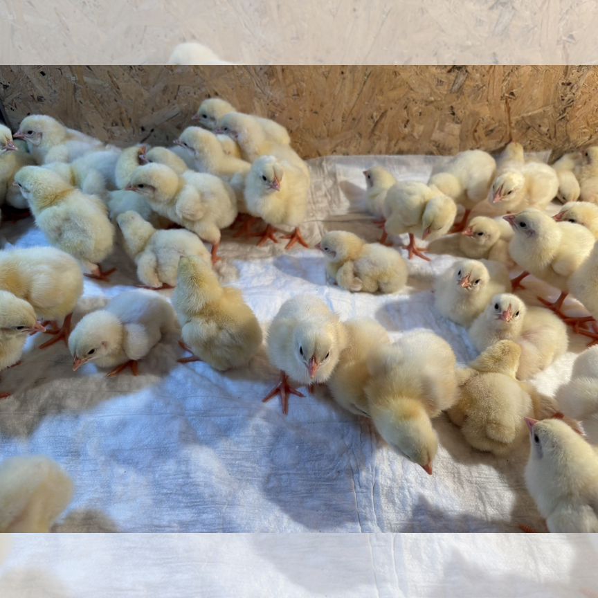 Продам бройлеров