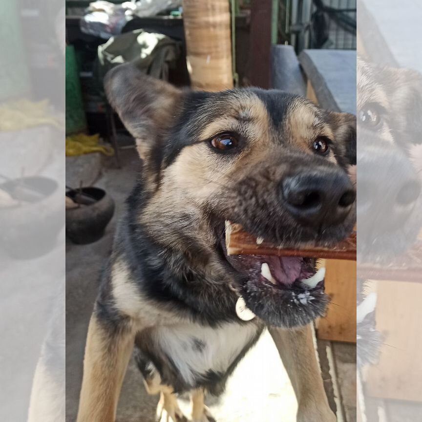 Отдам в добрые руки