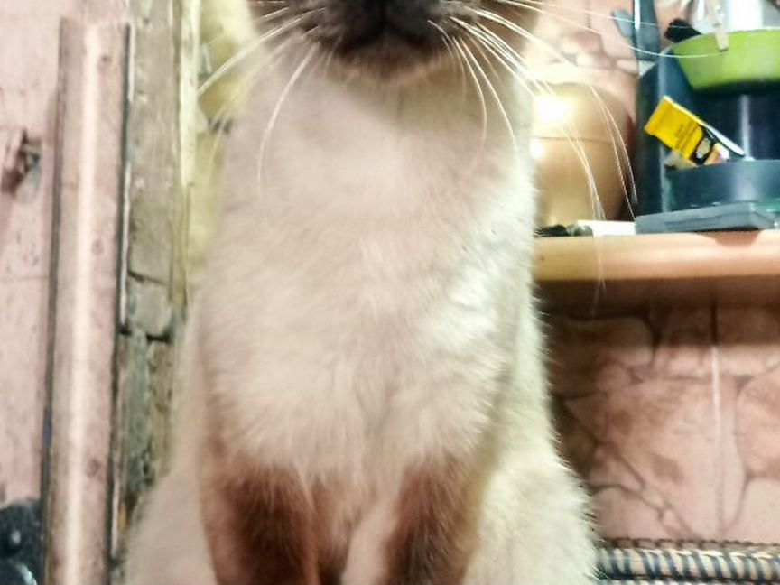 Кошка