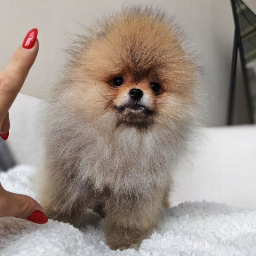 Померанский шпиц, щенок