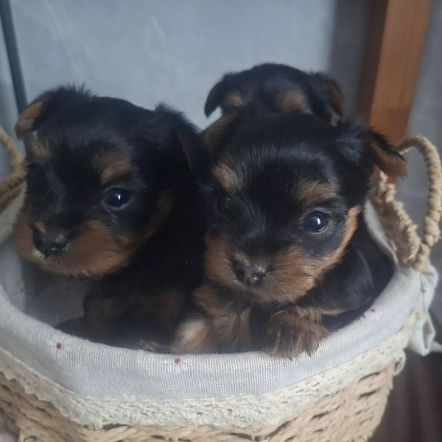 Йоркширский терьер, щенок