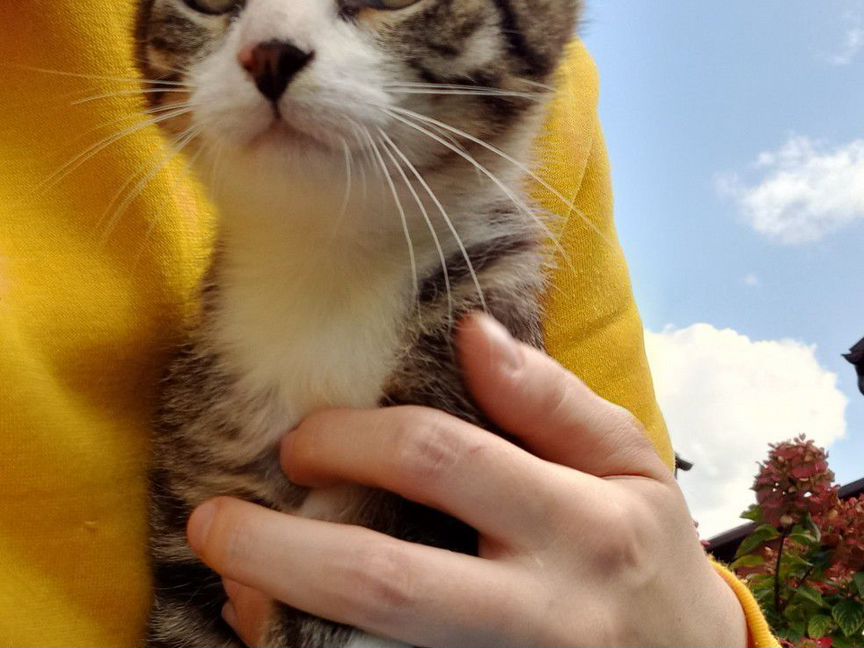 Котёнок в добрые руки