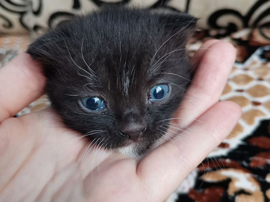 Шотландский вислоухий котенок