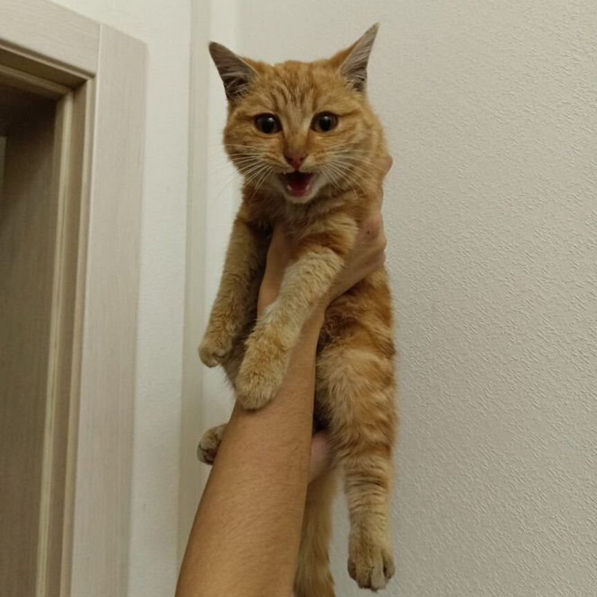 Кошка 4 мес