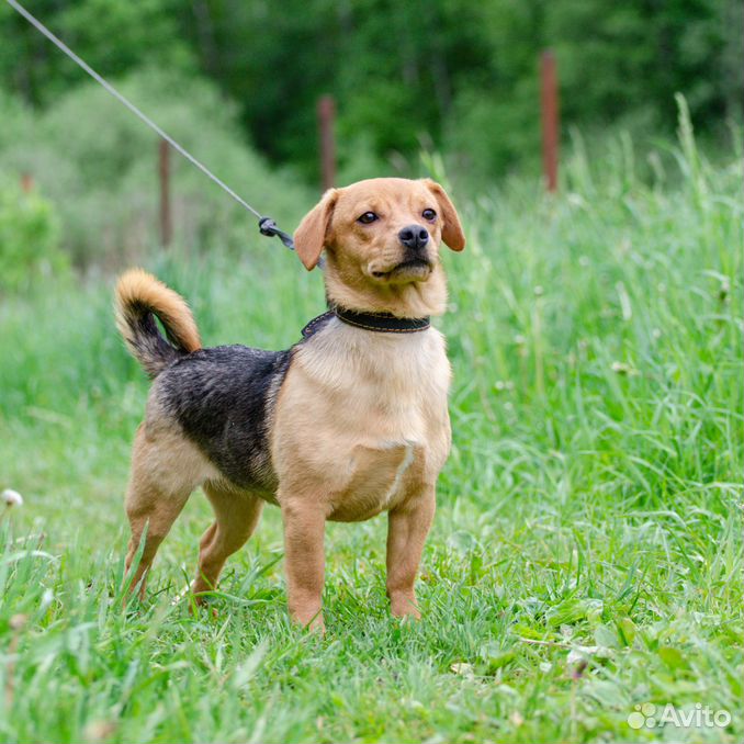 Виски и Кола - небольшие добрые собачки дар