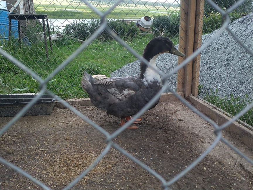 Утки селезень Голубой фаворит