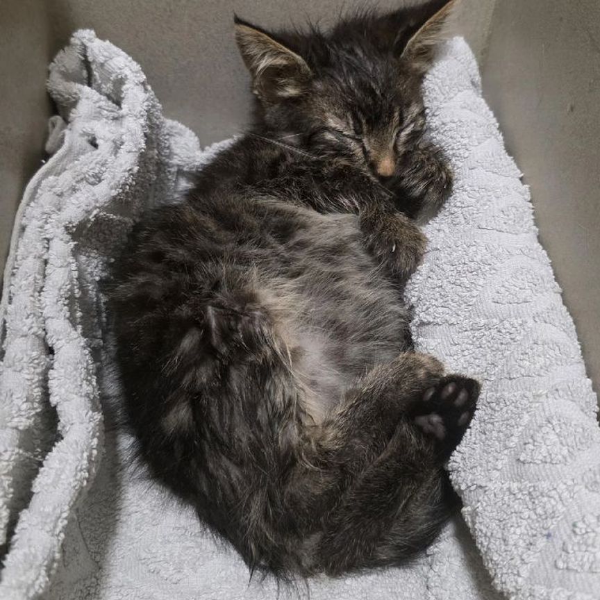 Котенок потеряшка ищет новый дом