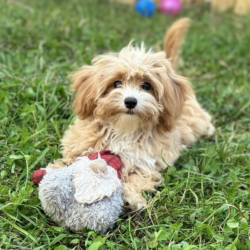 Малтипу мини