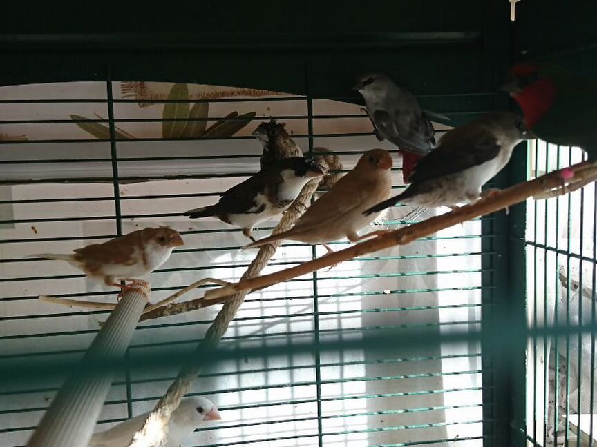 Японские амадины