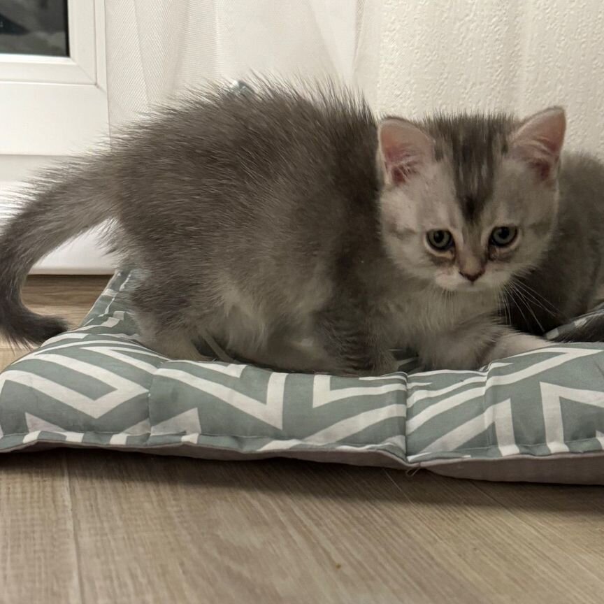 Британские котята