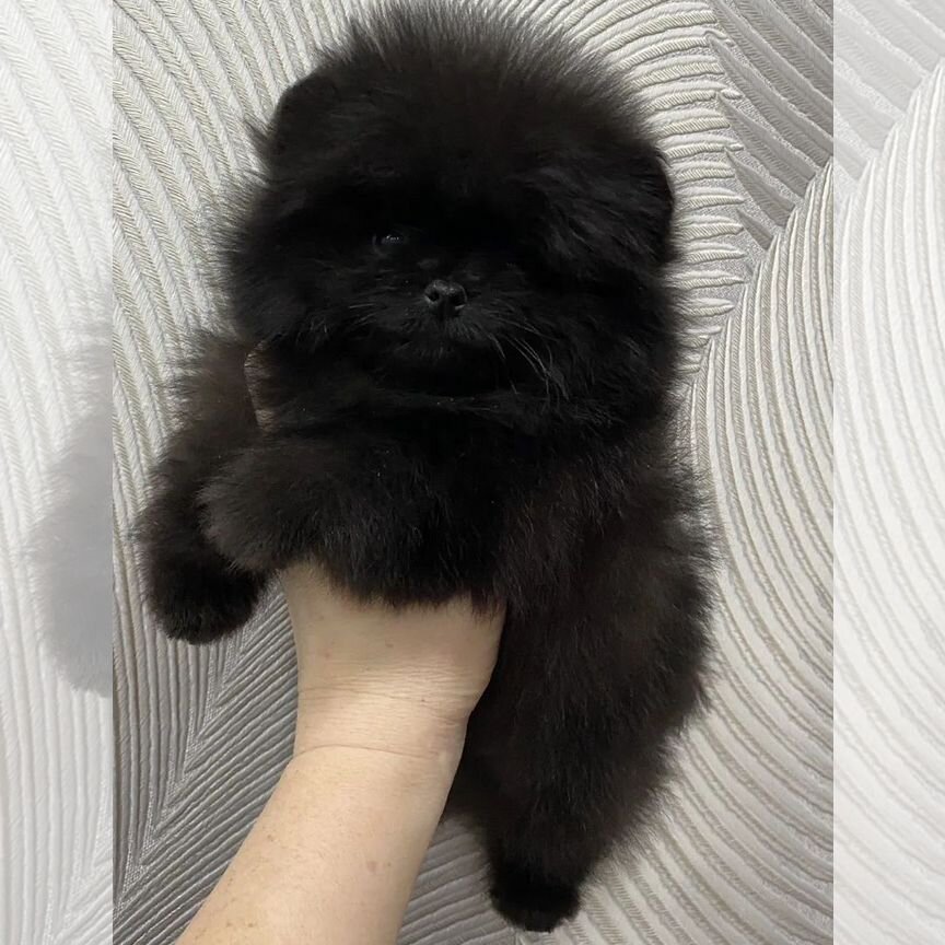 Померанский шпиц, щенок