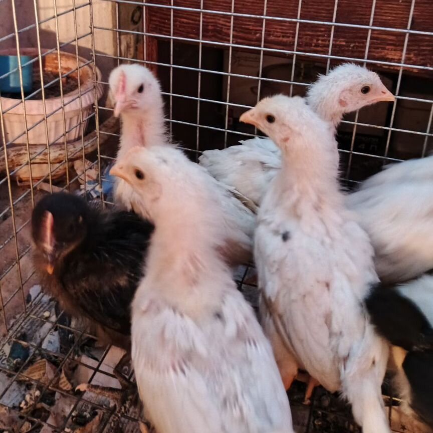 Молодые петушки