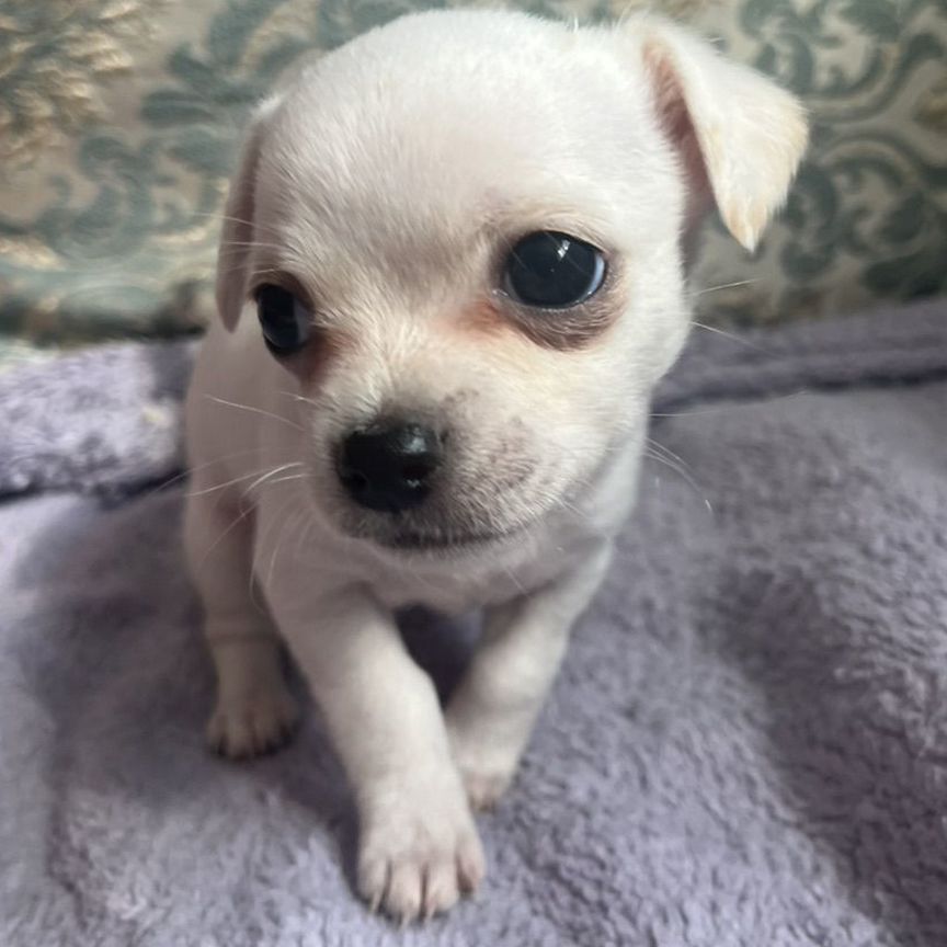 Чихуахуа, щенок