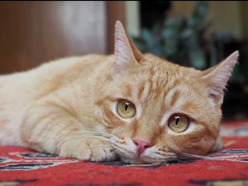 Кот Рыжик ищет семью