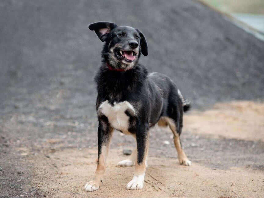Небольшой Джери из приюта бесплатно в добрые руки