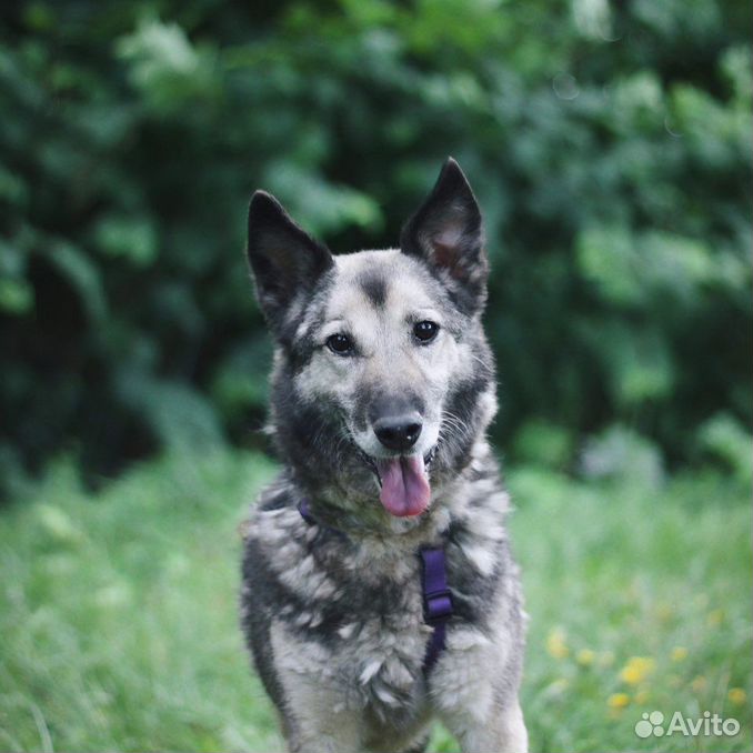 Ева ищет дом. Собака в добрые руки