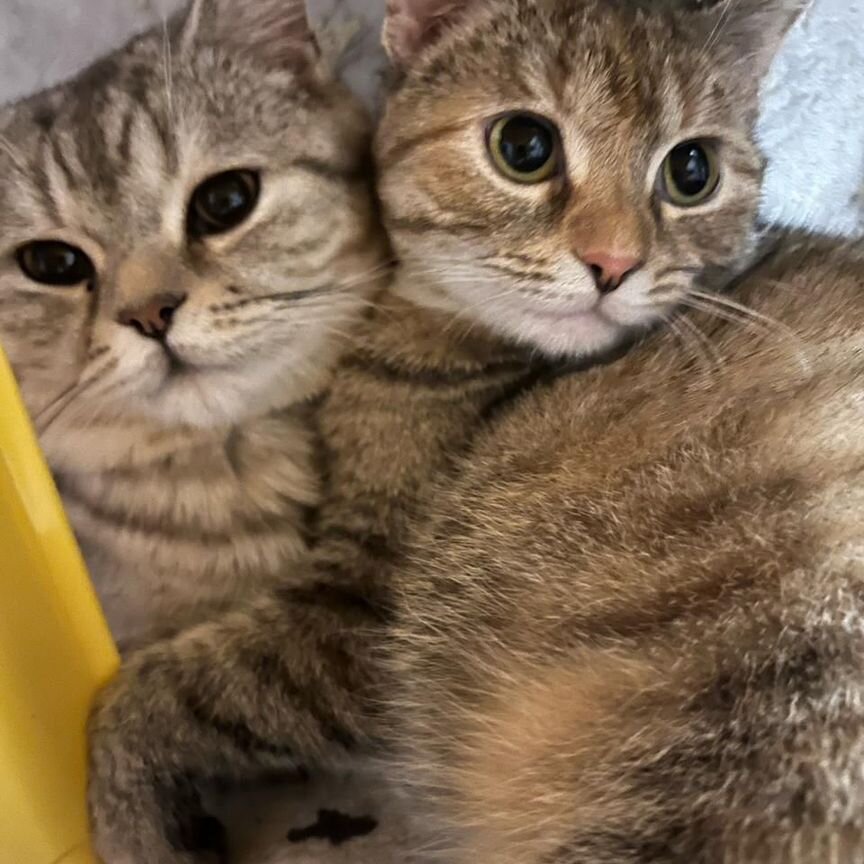 Отдам в добрые руки кошку и кота