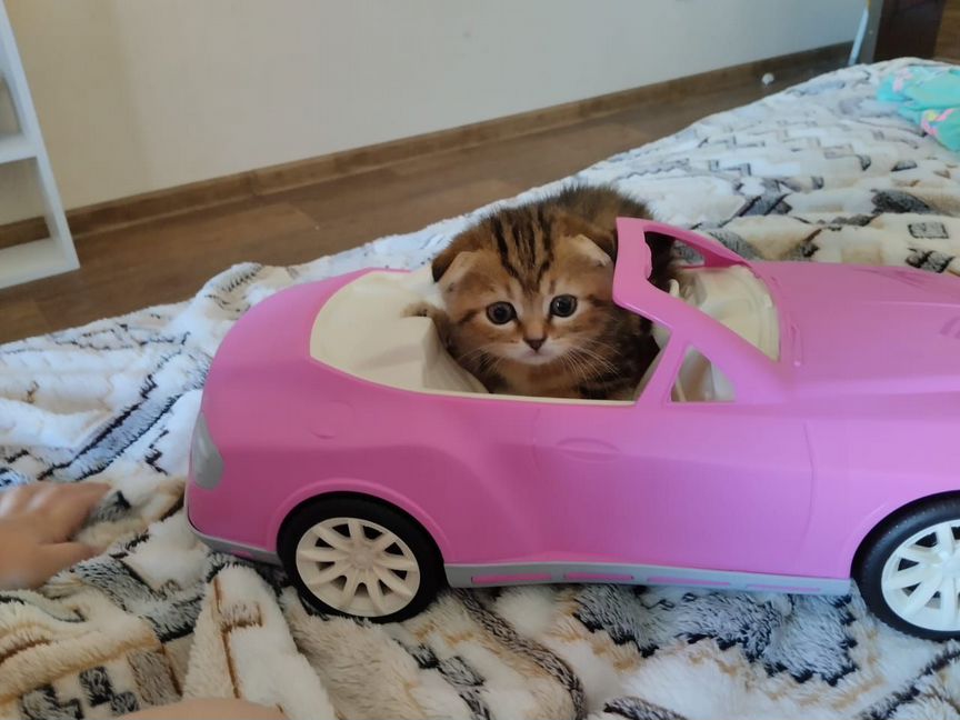 Британский котенок