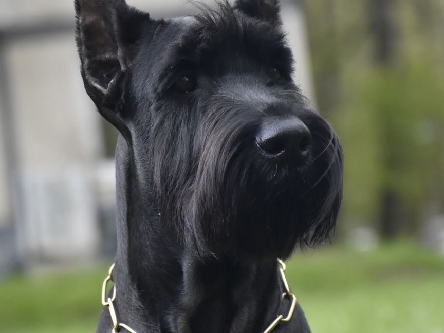 Ризеншнауцер запись