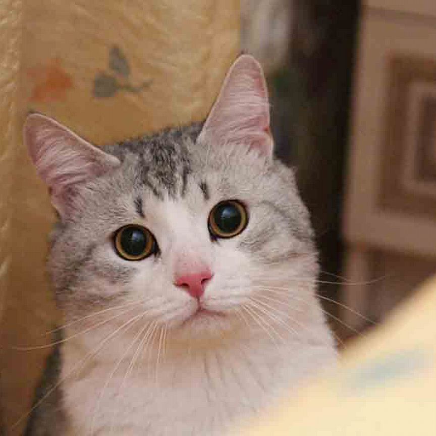 Молодой кот Оскар