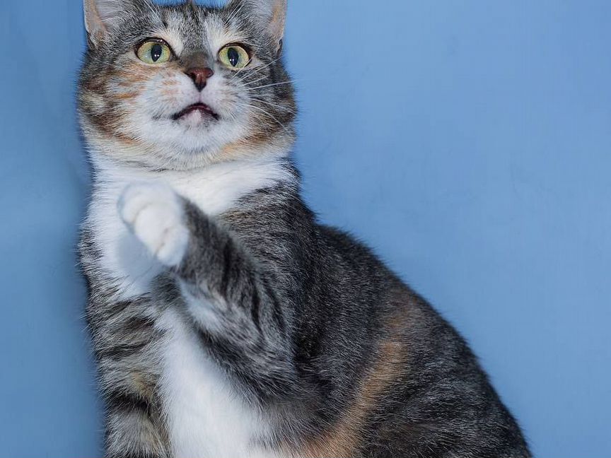 Маленькая очаровательная кошка-подросток