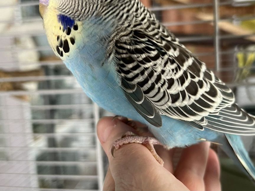 Выставочные волнистые попугаи птенцы