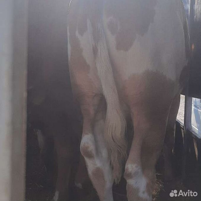 Бычки на откорм по 8 месяцев