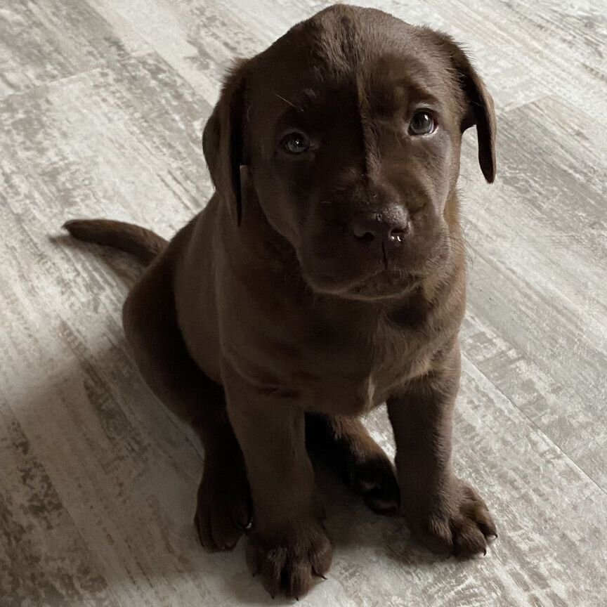 Лабрадор-ретривер, щенок