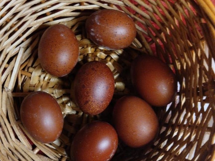 Инкубационное яйцо кур породы маран чёрно-медный