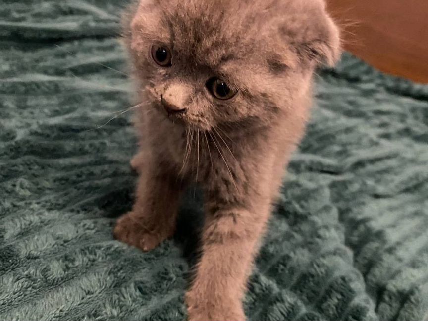 Котенок породистый