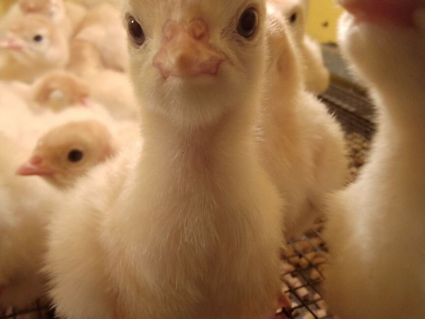 Индюшата в СПб