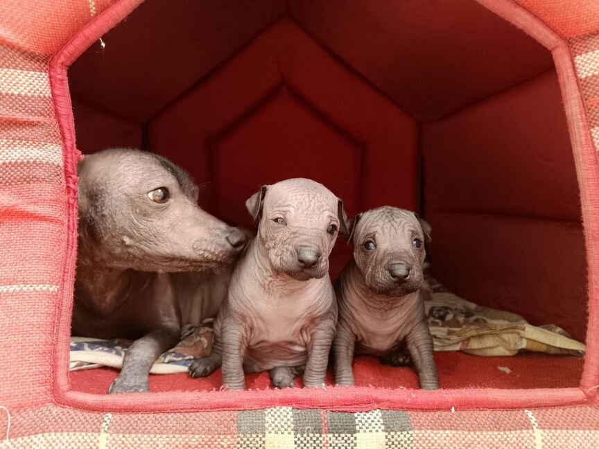 Мини ксоло, мальчики