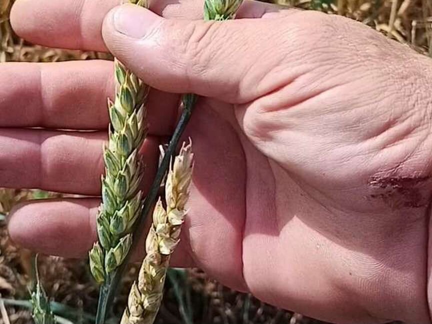 Пшеница мягкая