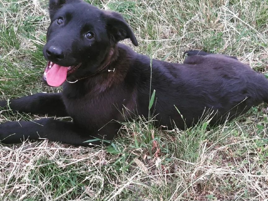 Собака в добрые руки мальчик