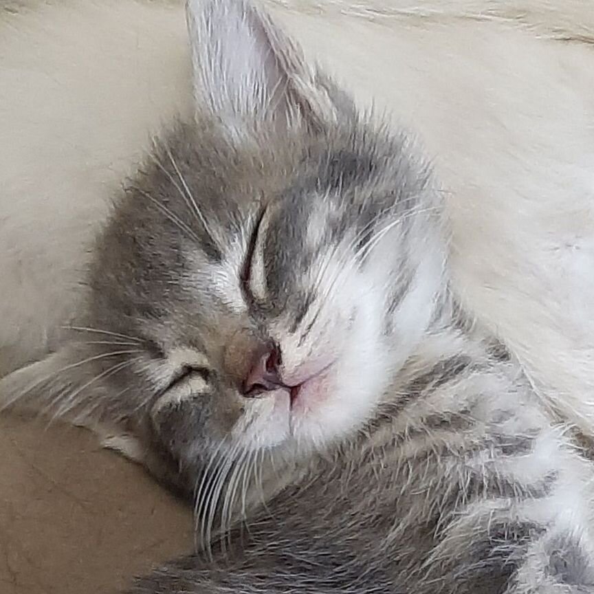 Сибирский котёнок