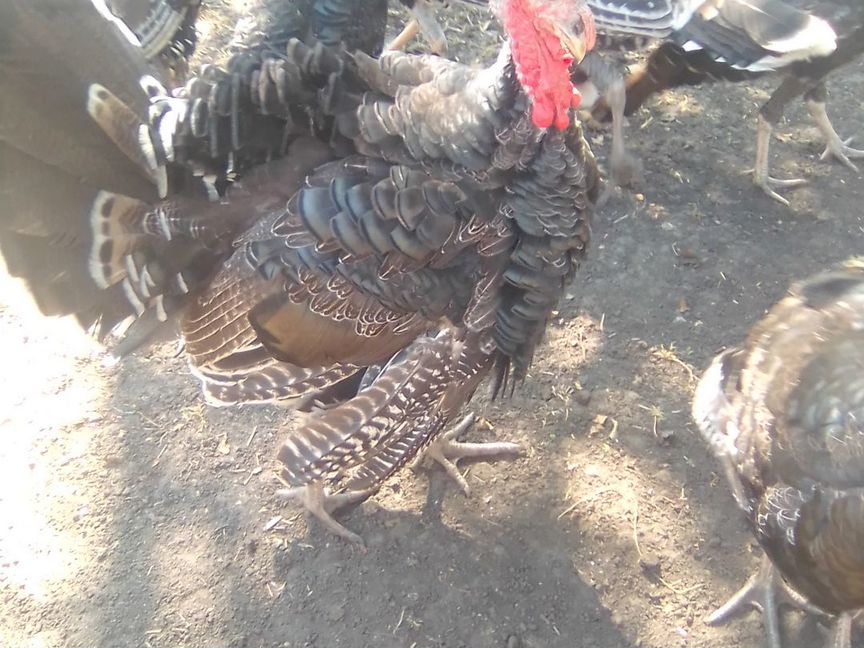 Индюки и индюшки